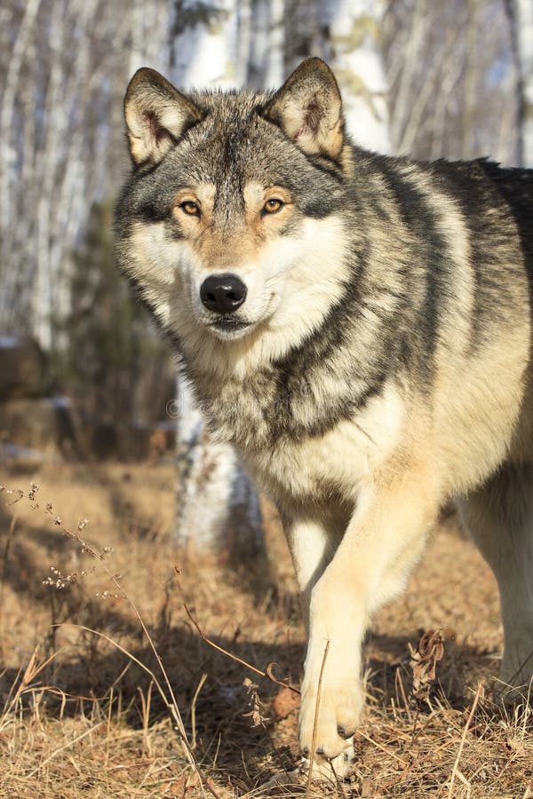 Timber Wolf Walking in Forest Stock Photo - Image of clock, pups: 84254024