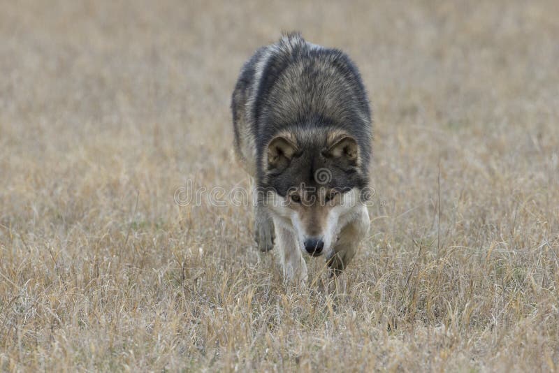 Timber Wolf Walking through Grassland Stock Image - Image of animals ...