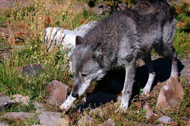 Timber Wolf Walking Left stock image. Image of dejected - 277425