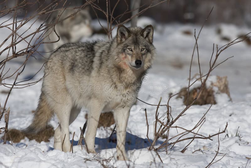 A Lone Timber Wolf or Grey Wolf (Canis Lupus) Walking in the Winter ...