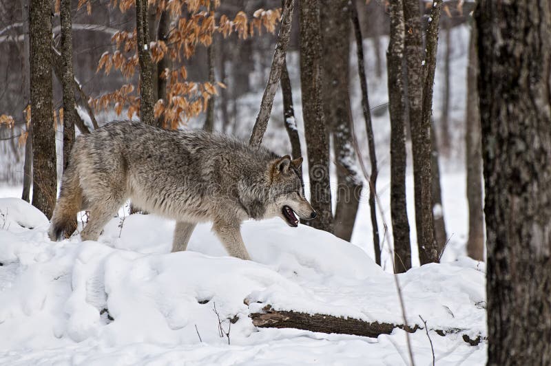 Timber Wolf Walking through the Snow Covered Forest. Stock Photo ...