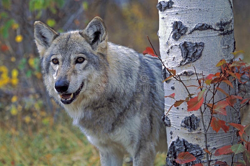 144 Wolf Behind Tree Stock Photos - Free & Royalty-Free Stock Photos ...