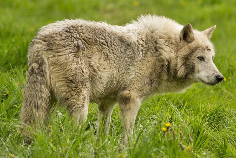 Timber wolf stock image. Image of northern, animal, nature - 40634259
