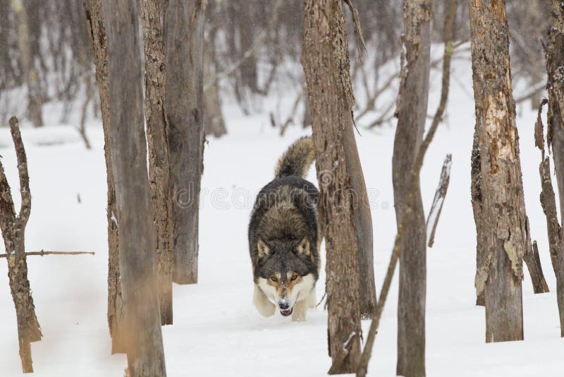 Timber Wolf Working the Timbers Stock Photo - Image of creature, snow ...