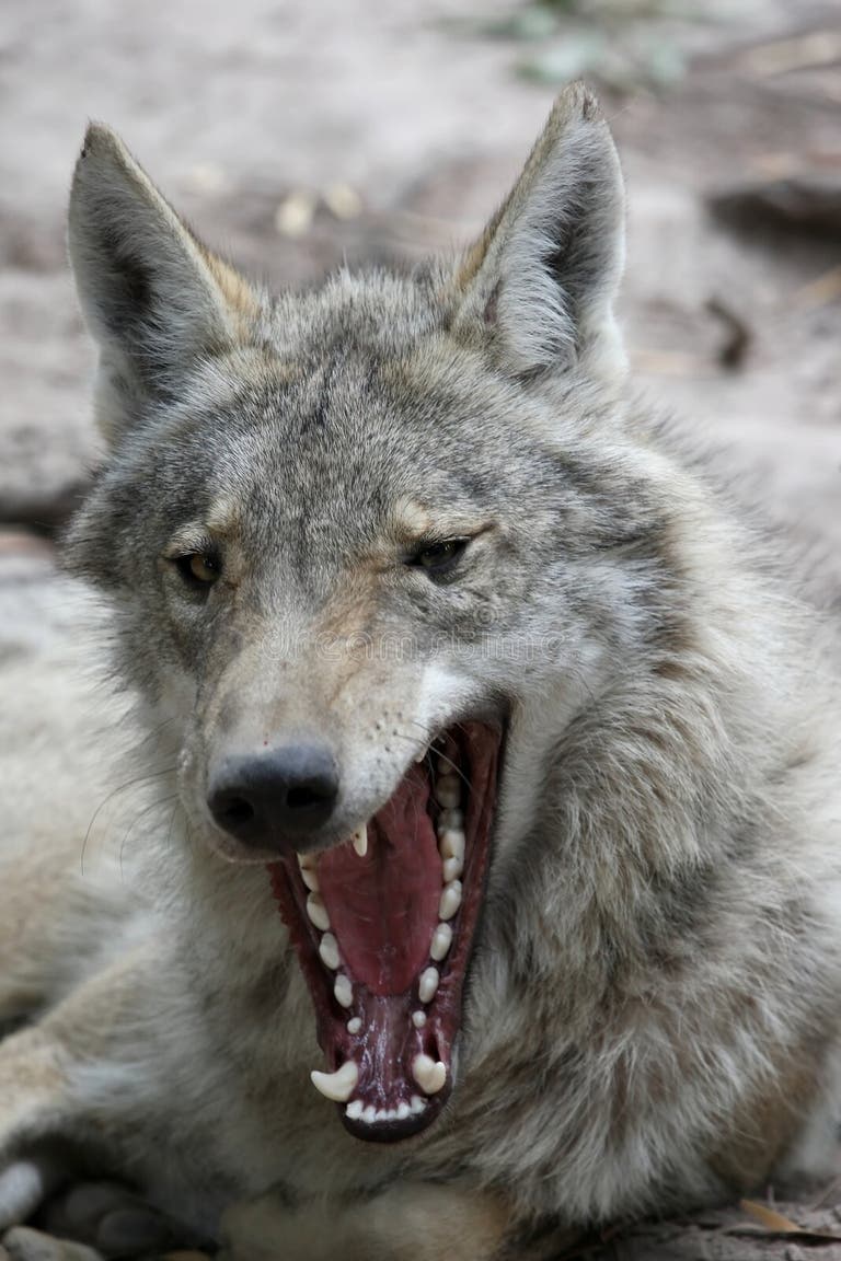 690 Wolf Fangs Stock Photos - Free & Royalty-Free Stock Photos from ...