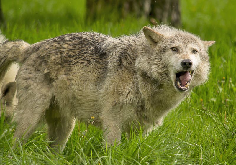 Timber wolf stock photo. Image of stalk, north, grass - 40205192