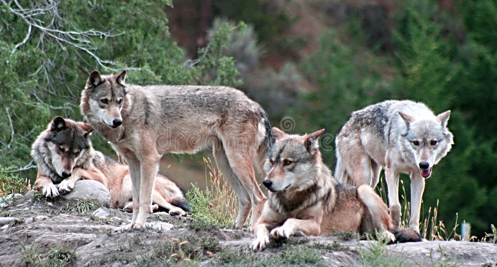 Timber Wolves stock image. Image of predator, hunt, nature - 1274989