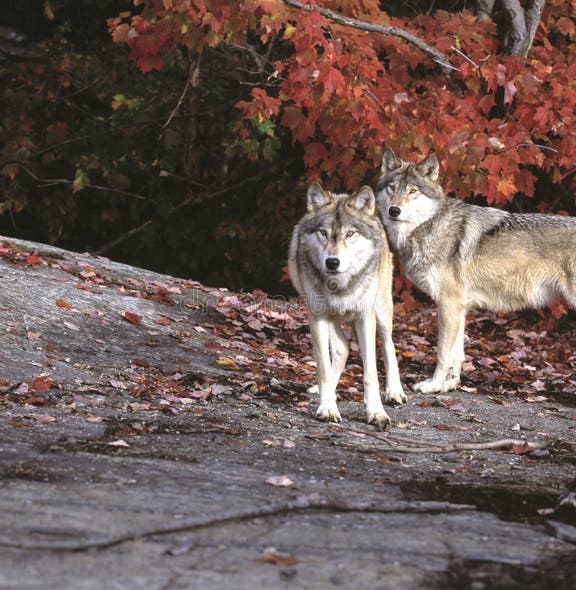 Timber wolves stock image. Image of wolves, rock, leaves - 7087165