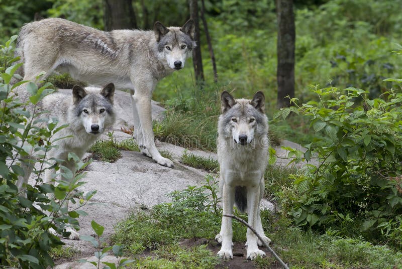 Timber Wolves Canis Lupus on Rocky Cliff in Summertime Stock Photo ...
