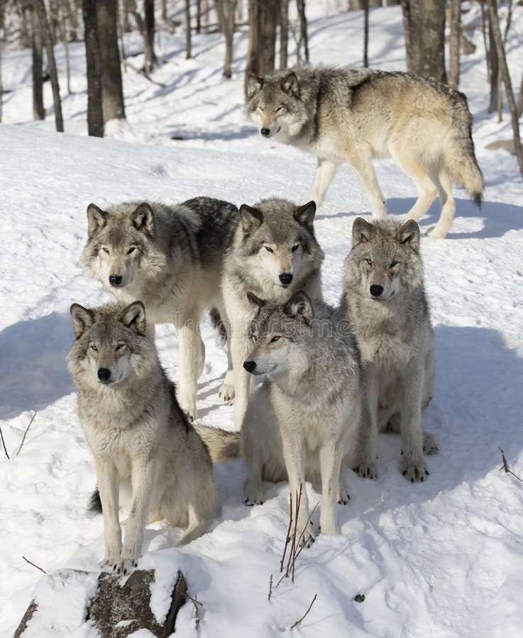 Timber Wolves or Grey Wolves, Timber Wolf Pack Standing in the Snow in ...