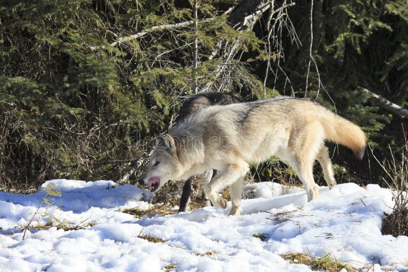 Timber Wolves Hunting by Forest Stock Image - Image of natural ...