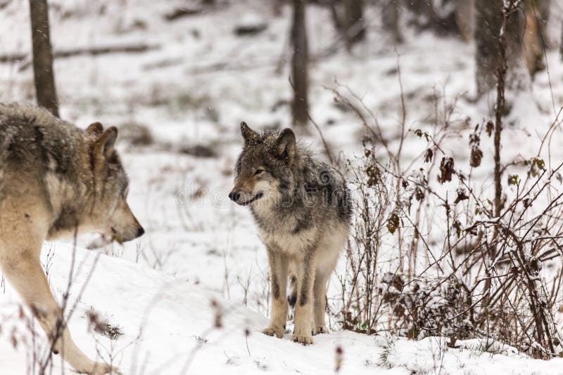 Timber Wolves at Play in Winter Stock Image - Image of scene ...