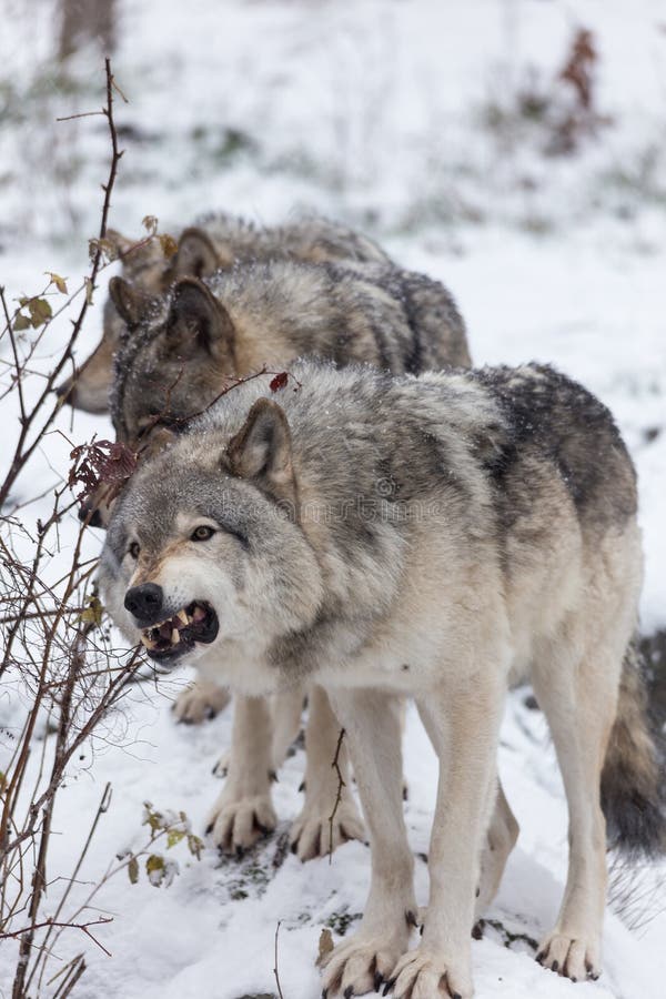 Timber Wolves At Play In Winter Stock Image - Image of beast, savage ...