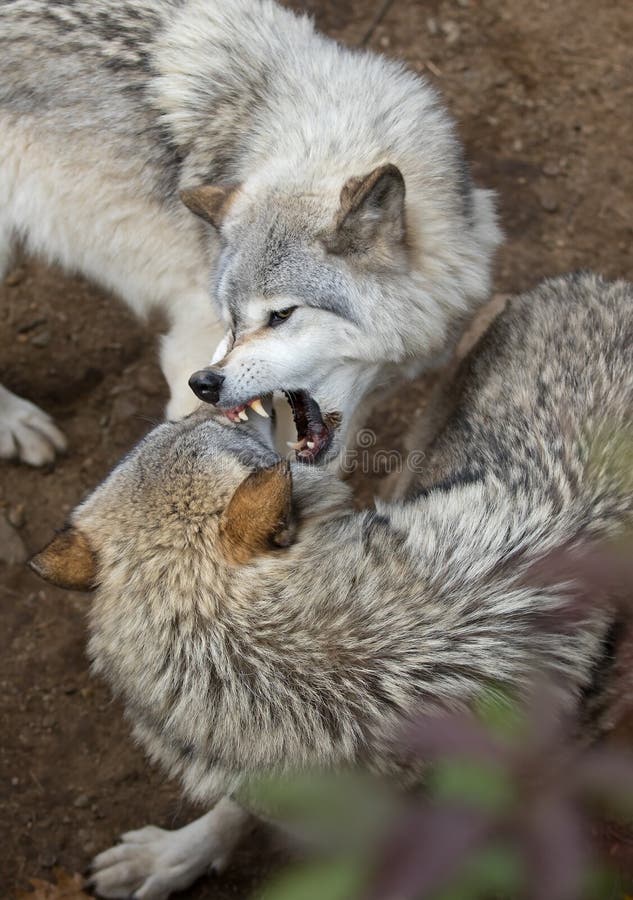 Timber wolves in the woods stock photo. Image of adult - 33279892
