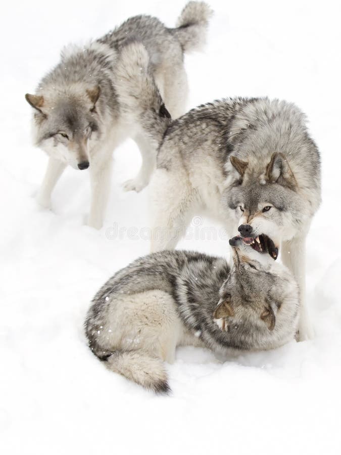 Timber Wolves stock image. Image of predator, hunt, nature - 1274989