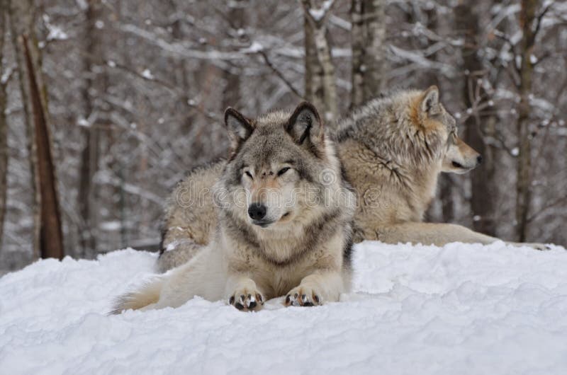 Timber Wolves or Grey Wolves (Canis Lupus) on Rocky Cliff in Autumn in ...