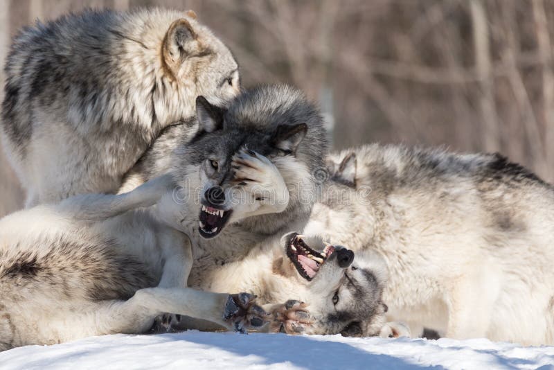 Timber Wolves in a Winter Scene Stock Photo - Image of nature, outside ...