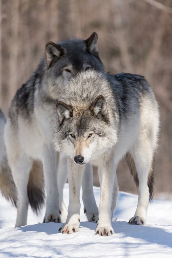 Wolf Eating from a Moose Carcass Stock Image - Image of profile, lupus ...