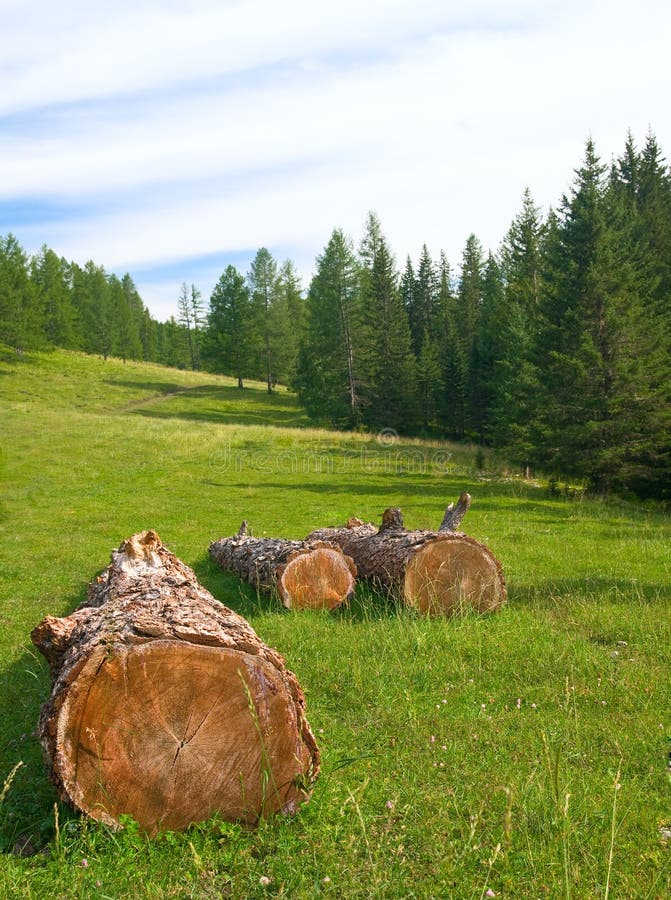 Timber in the wood stock photo. Image of bark, tree, natural - 6950412