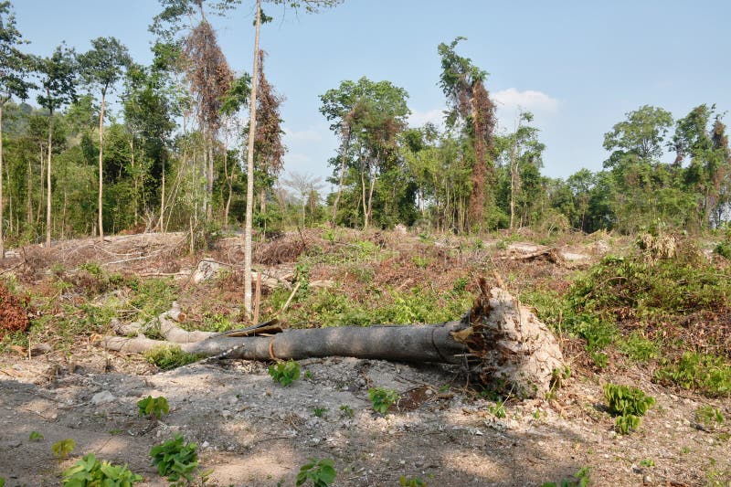 Timber and Wood Cutting on Ground Deforestation Problem of World Stock Image - Image of garden ...