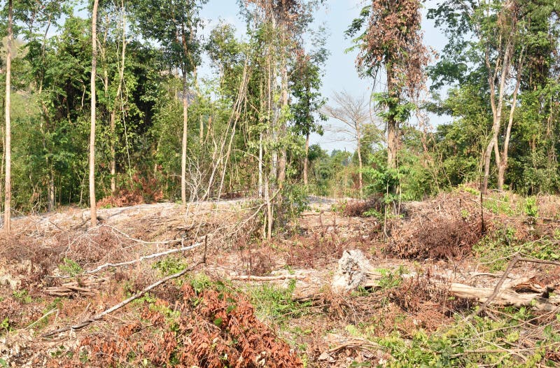 Timber and Wood Cutting on Ground Deforestation Problem of World Stock Image - Image of danger ...