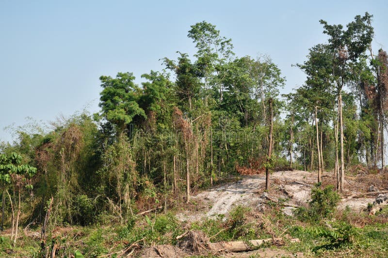 Timber and Wood Cutting on Ground Deforestation Problem of the World ...