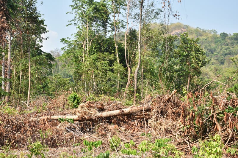 Timber and Wood Cutting on Ground Deforestation Problem of the World ...