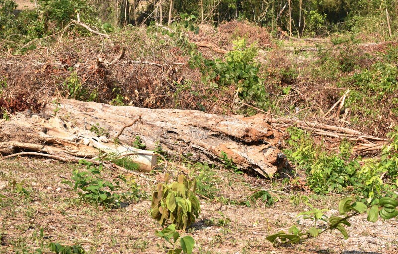 Timber and Wood Cutting on Ground Deforestation Problem of World Stock Image - Image of cutting ...