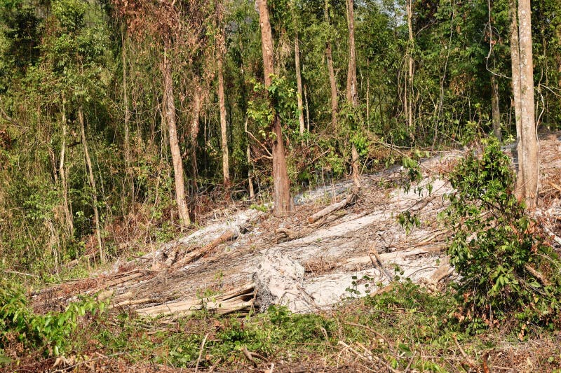 Timber and Wood Cutting on Ground Deforestation Problem of World Stock ...