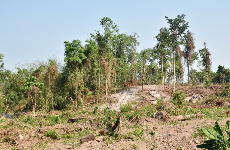 Timber and Wood Cutting on Ground Deforestation Problem of World Stock ...