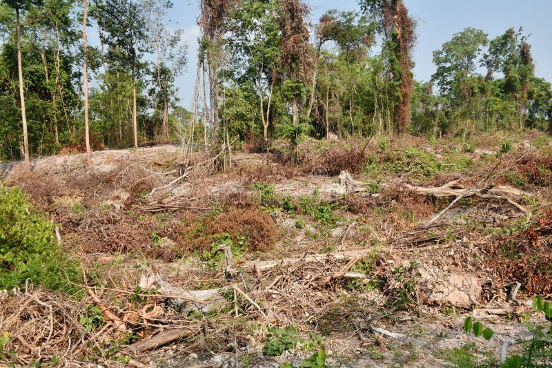 Timber and Wood Cutting on Ground Deforestation Problem of the World ...