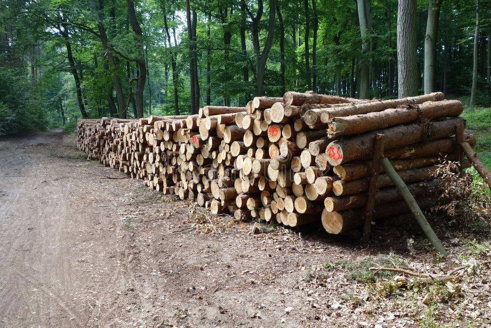 Timber stock image. Image of woodland, plant, lumber - 42985715