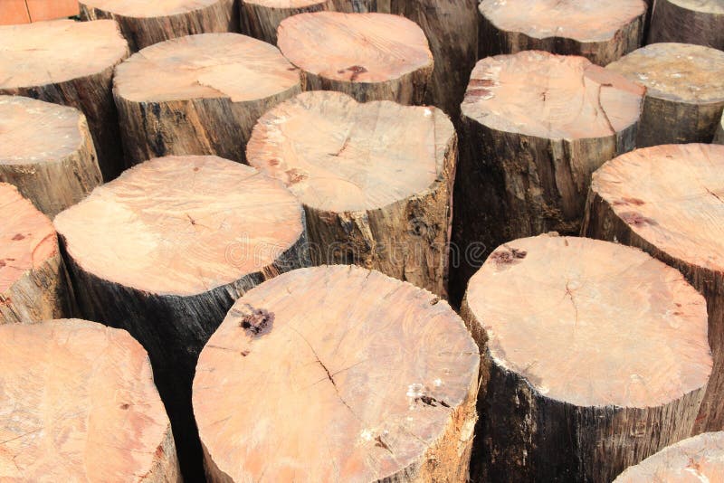 Timber wood stock image. Image of green, outdoor, bark - 54150397