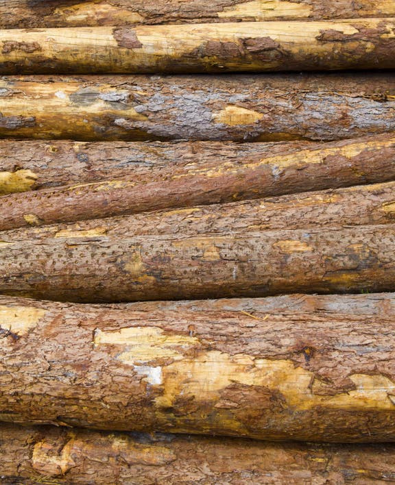 Timber stock image. Image of renewable, bole, lumbering - 36706721