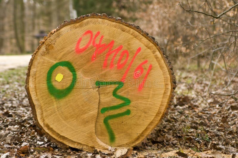 Timber wood stock image. Image of forest, tree, firewood - 30377465