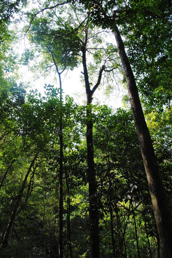 Timber stock image. Image of timber, rainforest, thailand - 42810747