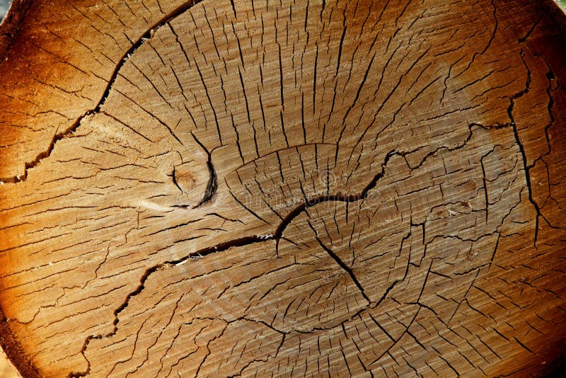 Timber Woods Cut Pattern and Rings Stock Image - Image of detail ...