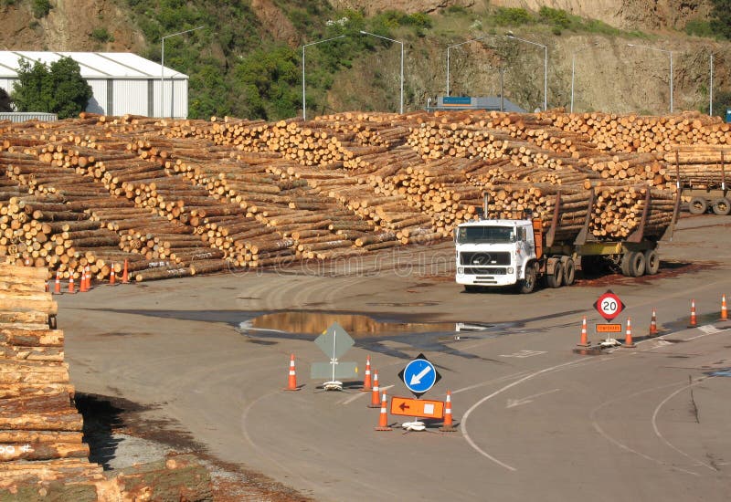 Timber yard and forest stock photo. Image of tree, trunk - 14102302