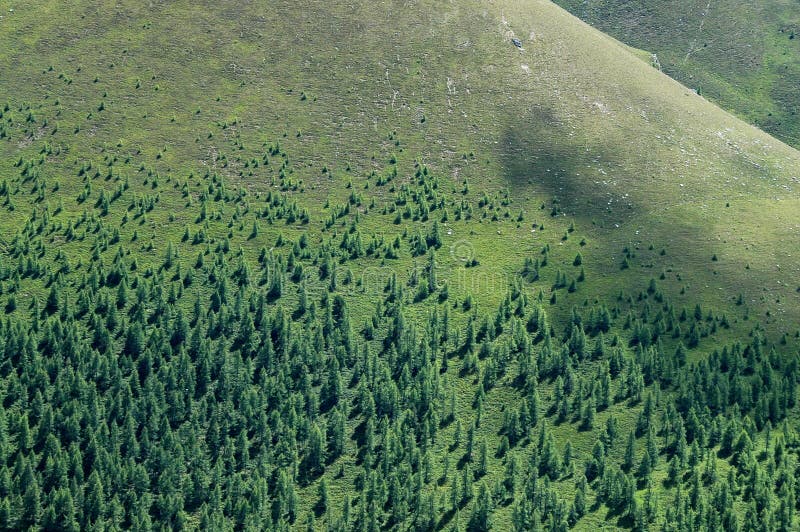 Timberline stock photo. Image of bush, peak, environment - 21147742