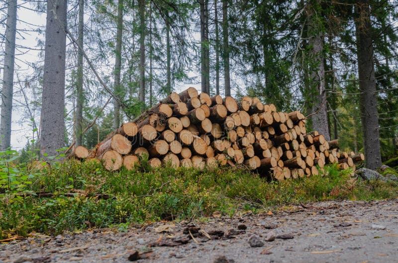 Timberstack among Spruce Trees by Road Side Stock Image - Image of ...