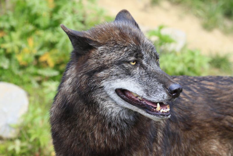Timberwolf stock image. Image of forest, animal, wolves - 14466251