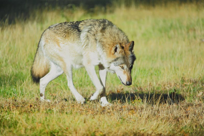 Alpha Timber-Wolf stockfoto. Bild von wolf, nave, wild - 62979012