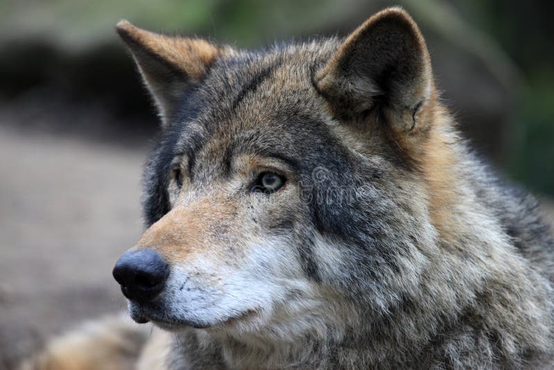 Timber Wolf Portrait stock photo. Image of canis, carnivore - 9065736