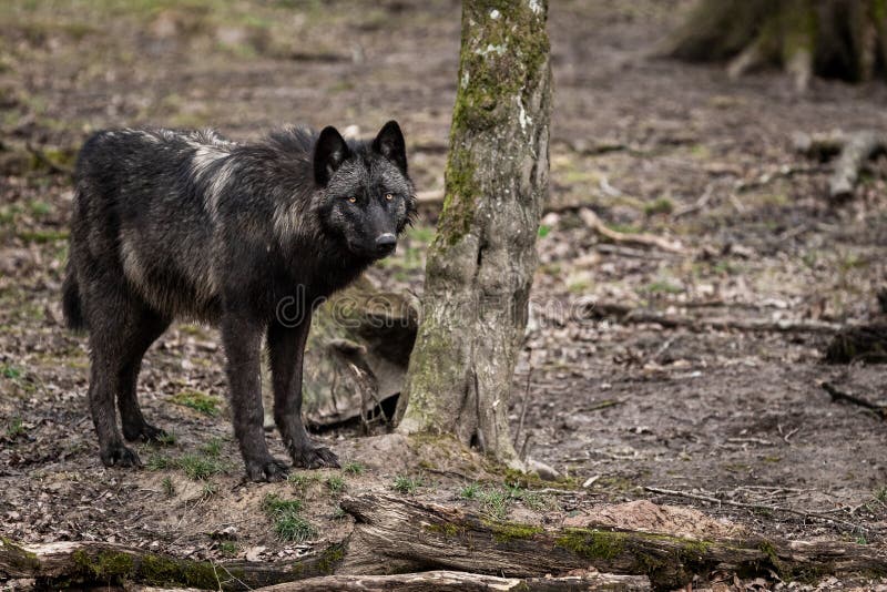 Timberwolf in the forest stock image. Image of canada - 173942845