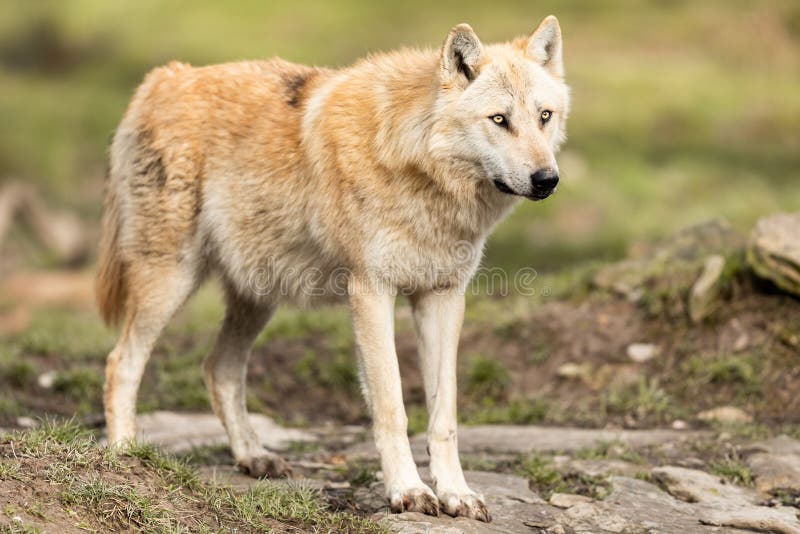 Timberwolf in the forest stock photo. Image of canadian - 173942978