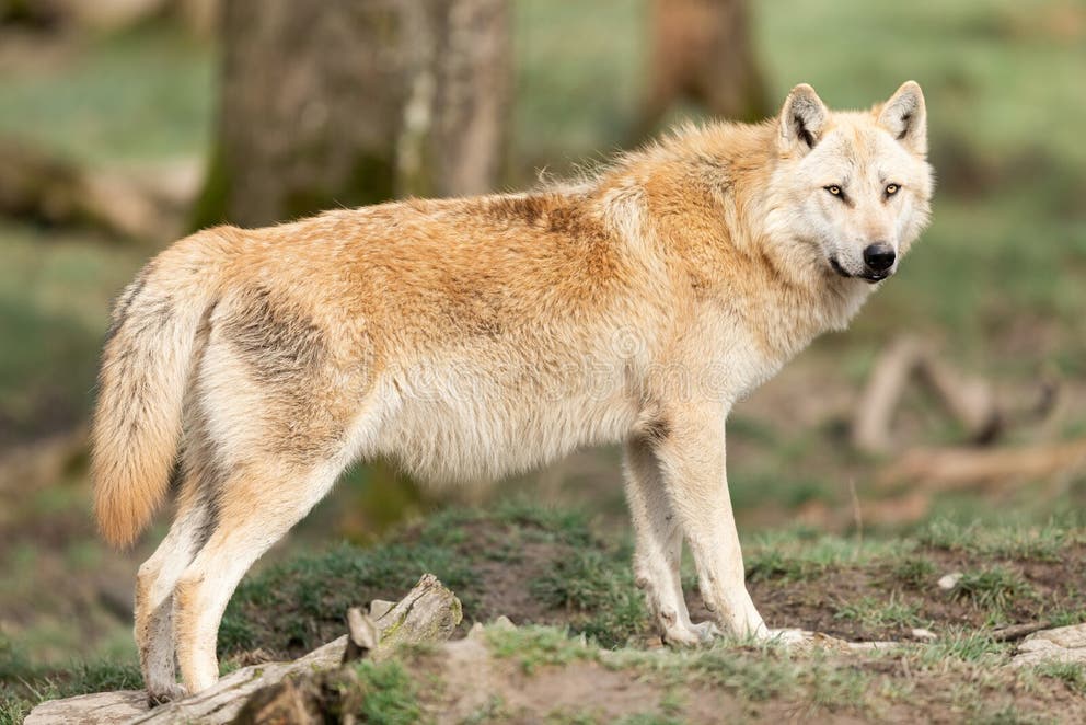 Timberwolf in the forest stock photo. Image of creature - 173943222
