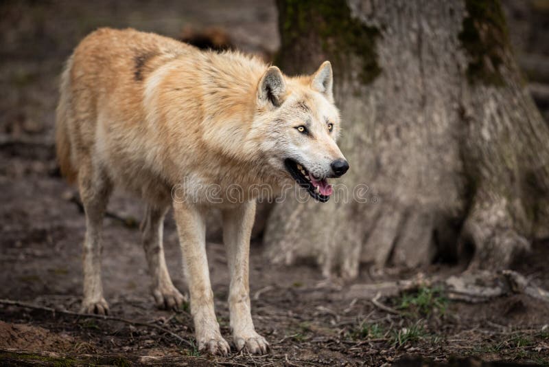 Timberwolf in the forest stock image. Image of outdoors - 173944473