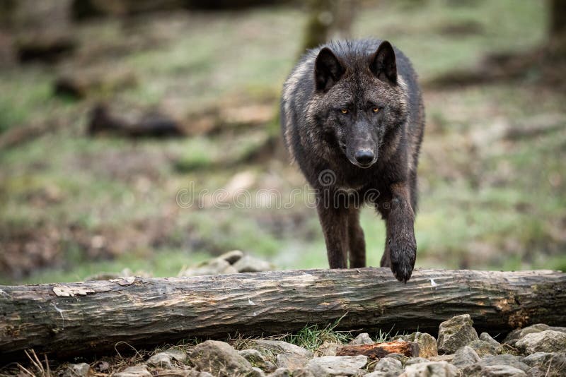 Timberwolf in the forest stock image. Image of northwestern - 173944633
