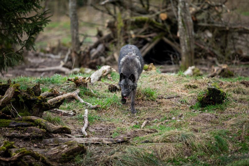 Timberwolf in the forest stock image. Image of mammal - 173945177