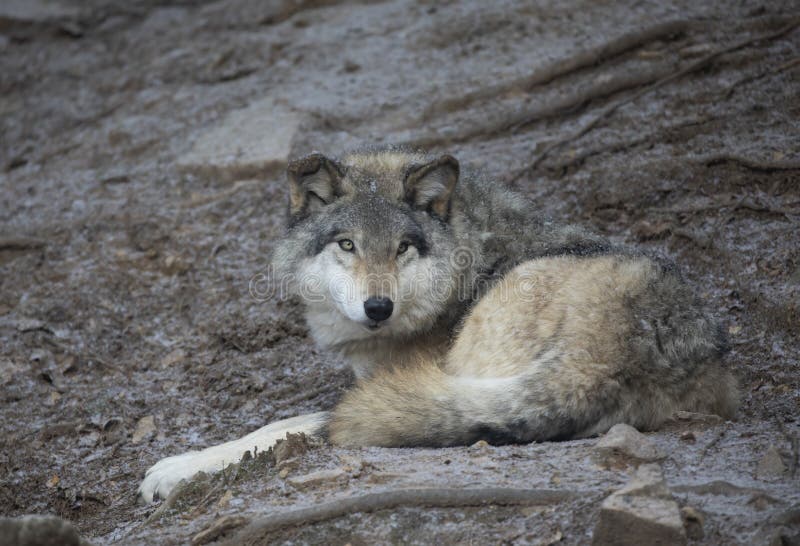 Timberwolf Oder Grauer Wolf Canis Lupus, Der Auf Einer Schwierigen ...